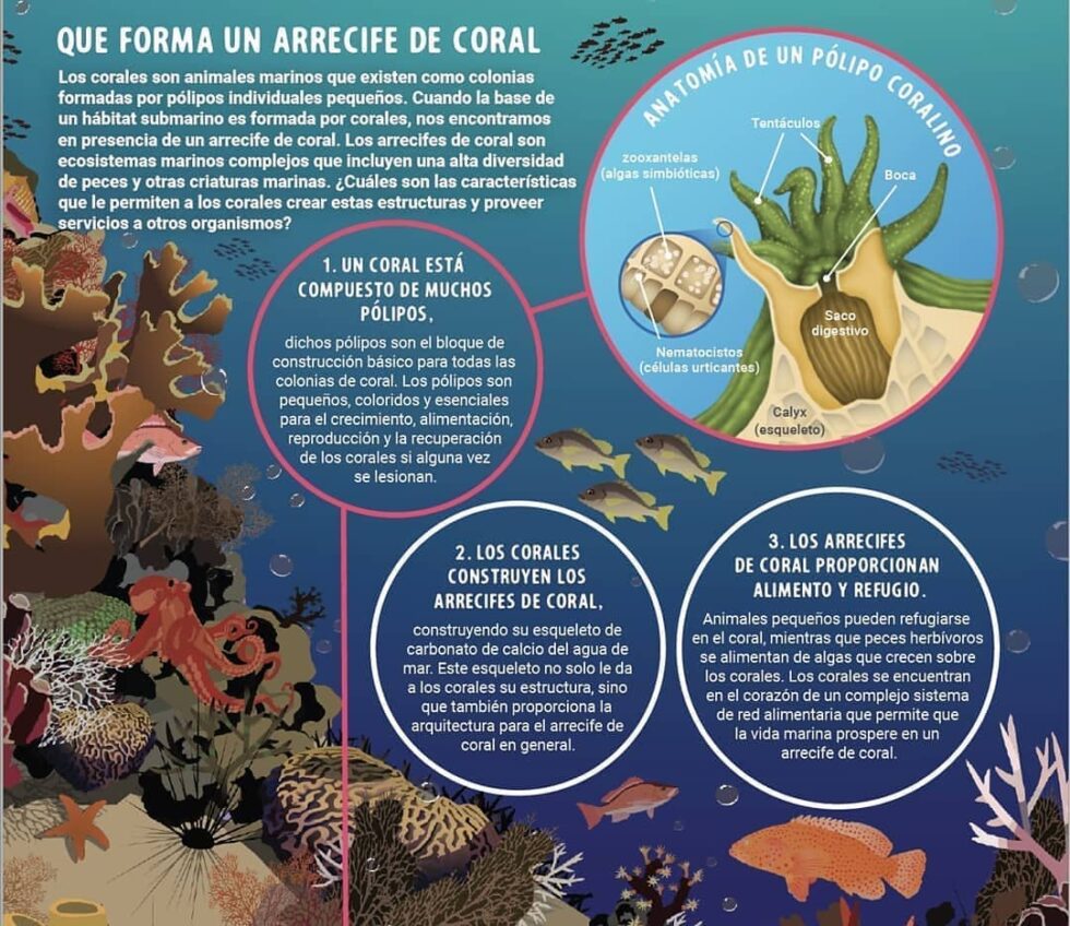 ¿Cómo se forman los arrecifes de coral? | Coral Conservation NGO