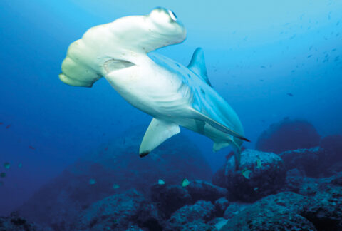 The hammerhead shark | Coral Conservation NGO